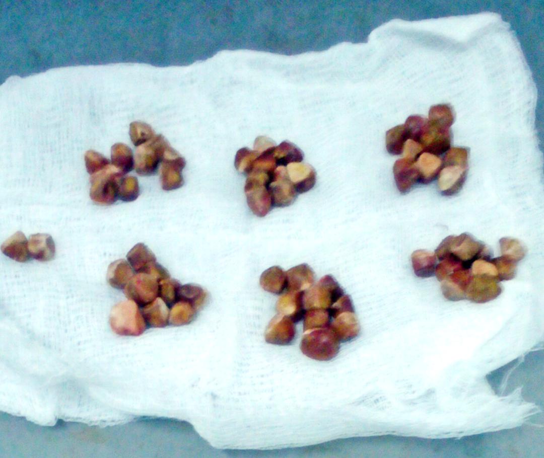 ATOLEWA MAWE 62 KWENYE MFUKO WA NYONGO – Demo Krasia