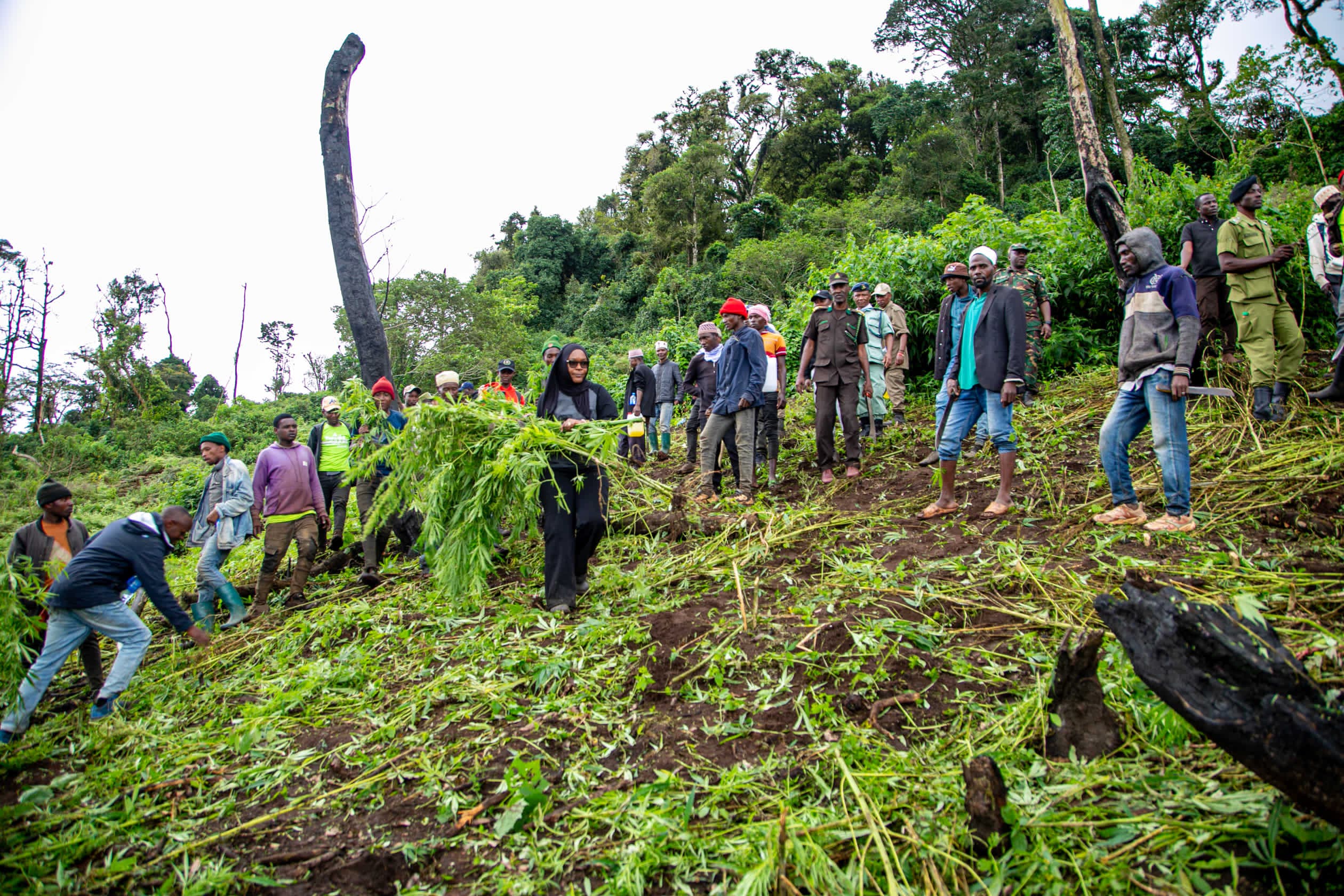 EKARI 157 ZA MASHAMBA YA BANGI YATEKETEZWA KONDOA – Demo Krasia
